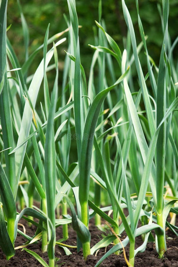 Garlic stock image. Image of grass, land, drop, garden - 34721419