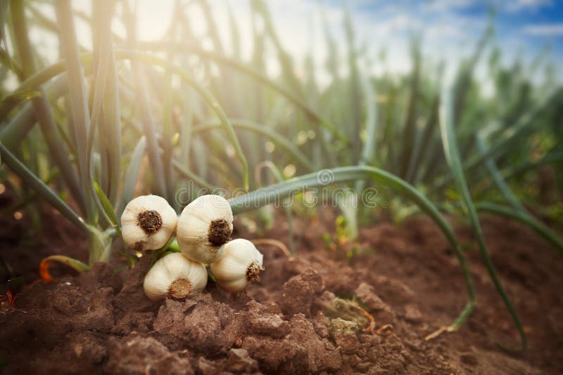 Garlic on the ground stock image. Image of cultivated - 100675189