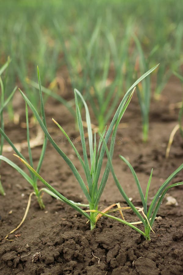 Garlic growing in a field stock image. Image of natural - 183287927