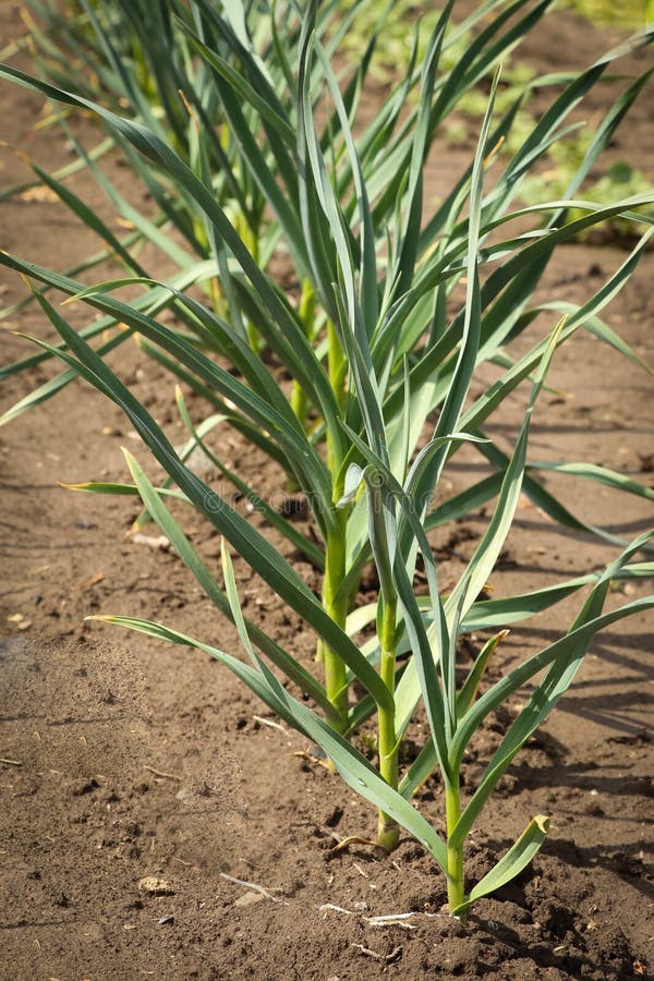 Garlic growing in a field stock photo. Image of natural - 183284660