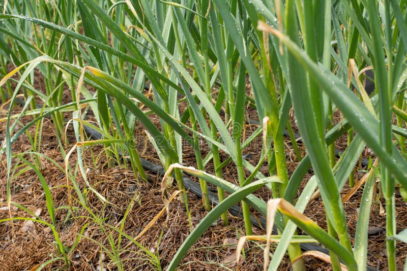Plans of garlic stock photo. Image of grow, irrigating - 265320670