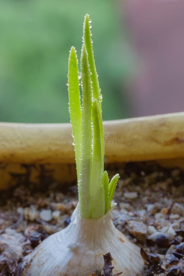 Garlic growing up in pots. stock image. Image of food - 31995291