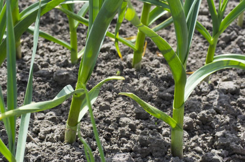 Garlic grows stock image. Image of kitchen, ground, gardening - 92547563
