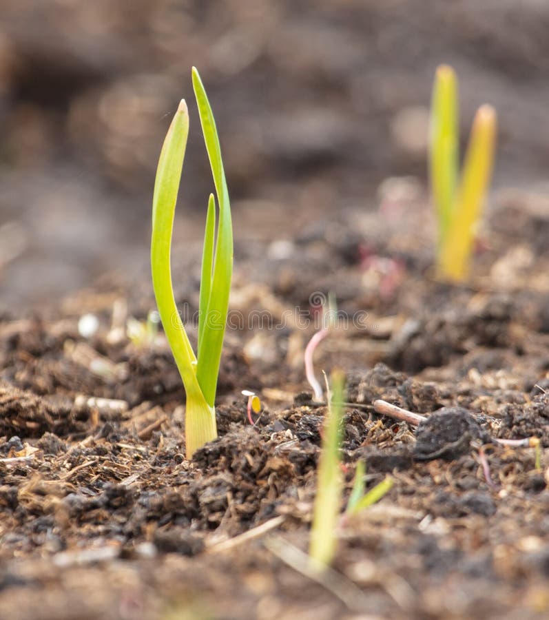 Garlic Grows from the Ground in Spring Stock Image - Image of growth ...