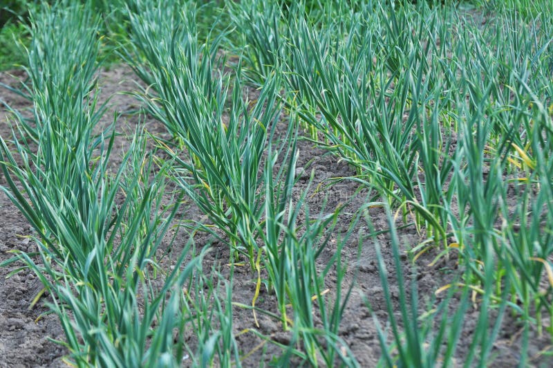 Garlic Grows in the Open Ground Stock Photo - Image of rural, winter ...