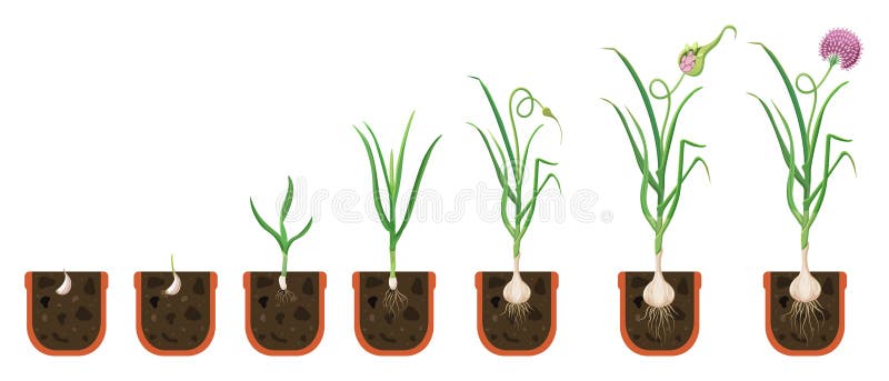 Garlic Growth Cycle. Growing Bulbous Vegetables in Pot. the Process of ...