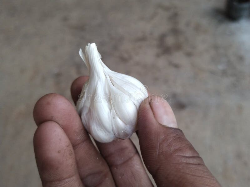 Garlic and hand stock photo. Image of finger, limb, invertebrate ...
