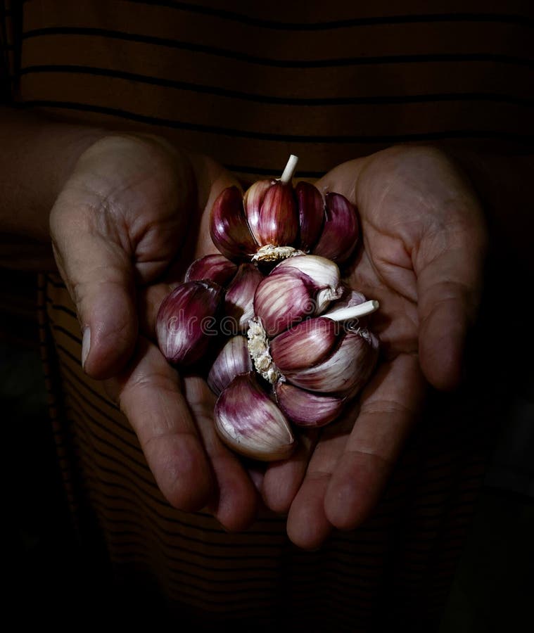 Garlic in hand stock photo. Image of hand, fres, taste - 260295524