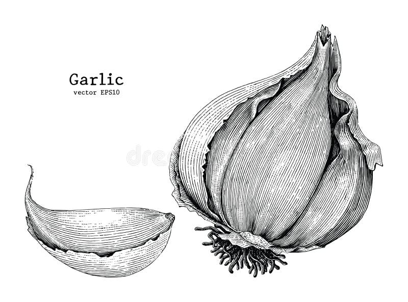 Garlic Drawing Stock Illustrations – 6,112 Garlic Drawing Stock ...