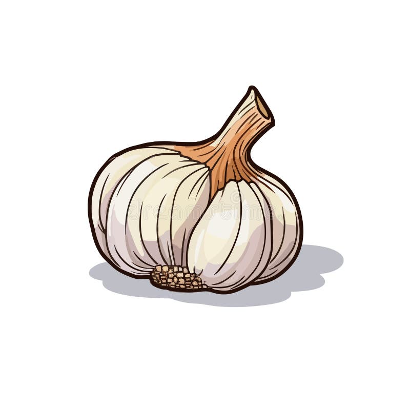 Garlic Hand-drawn Illustration. Garlic. Vector Doodle Style Cartoon ...