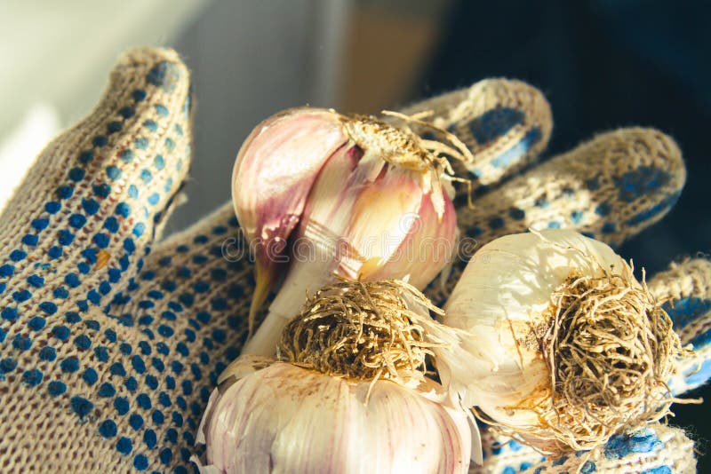 Garlic in Hand of Farmer in Gloves in Bright Rays of Autumn Sun. Stock ...