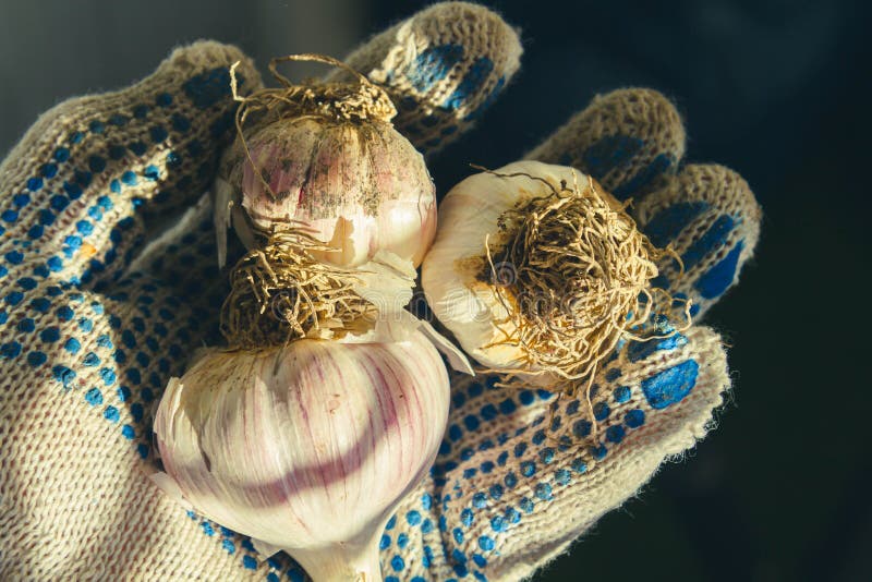 Garlic in Hand of Farmer in Gloves in Bright Rays of Autumn Sun. Stock ...