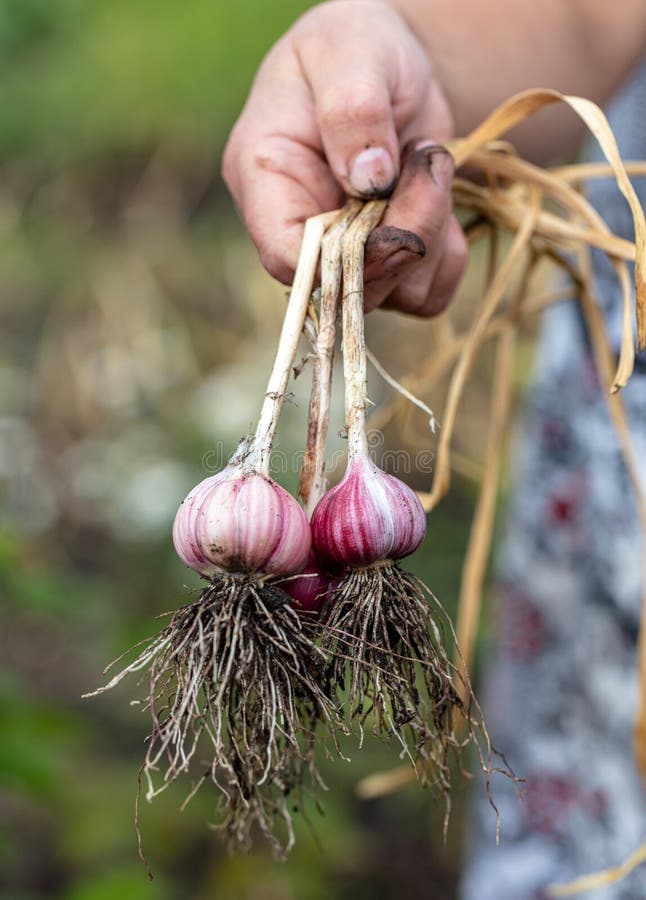 Garlic in the Hand in the Garden Stock Image - Image of food, natural ...