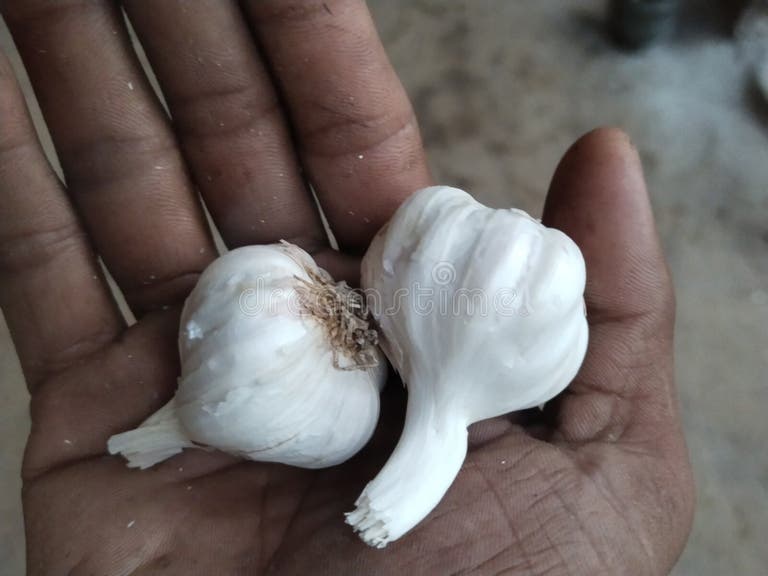 Garlic and hand stock image. Image of invertebrate, flower - 218243587