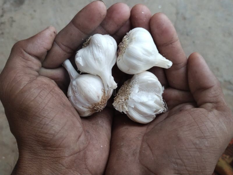 Garlic and hand stock image. Image of organ, limb, leaf - 218243599