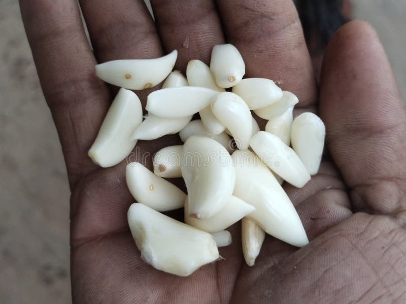 Garlic and hand stock photo. Image of crop, produce - 218243672