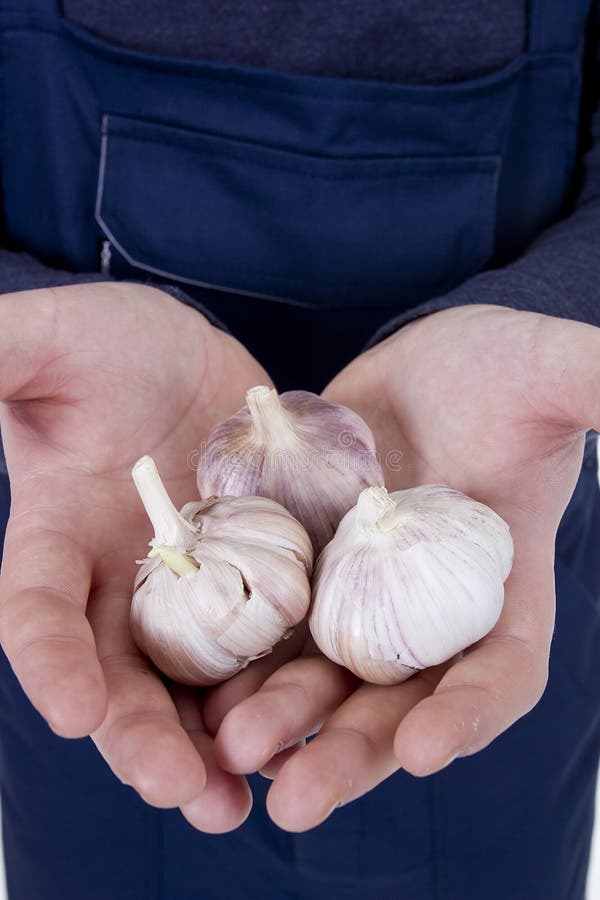 Garlic in hands stock image. Image of hold, flavor, freshness - 90839891