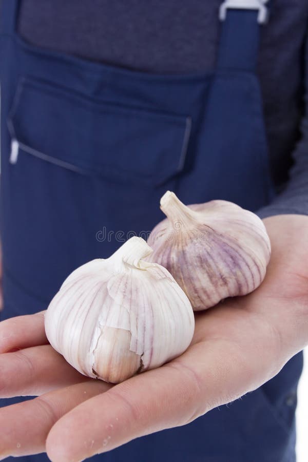 Garlic in hands stock photo. Image of condiment, ingredients - 92625960