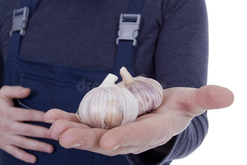 Garlic in hands stock image. Image of health, cooking - 93201345