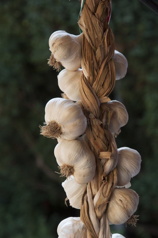 Bunch of Garlic Hanging in Farm Market Stock Photo - Image of bundle ...