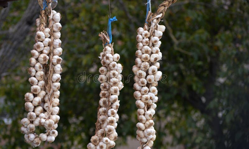Garlic Hanging Like a Chain Stock Photo - Image of leaf, nature: 349535890