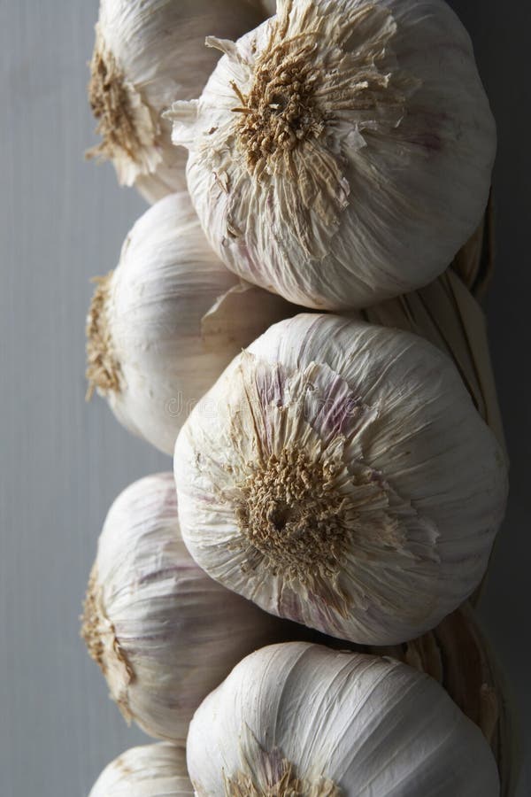Garlic Hanging from String stock image. Image of hanging - 8755497