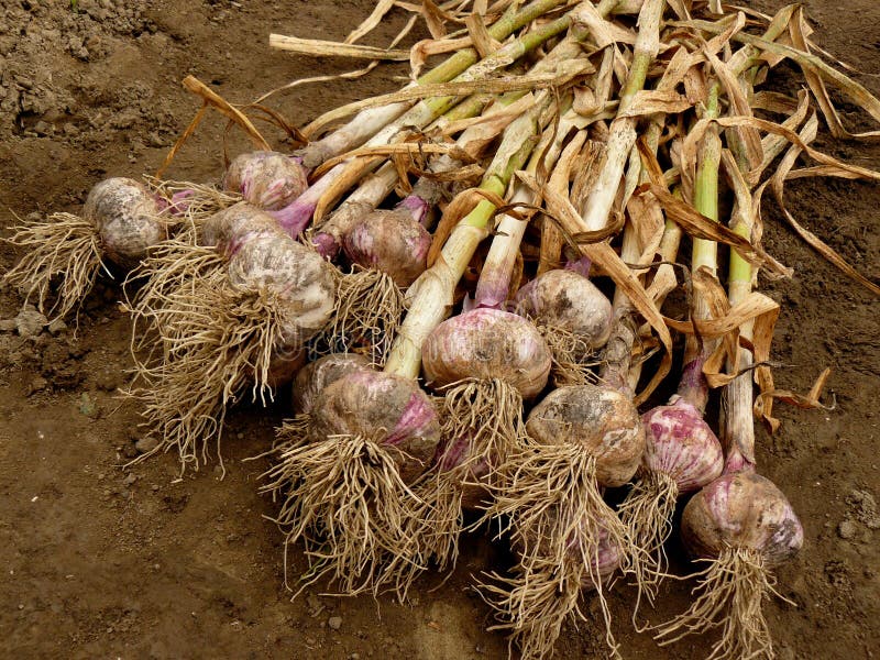 Garlic harvest stock image. Image of crop, agriculture - 41704933