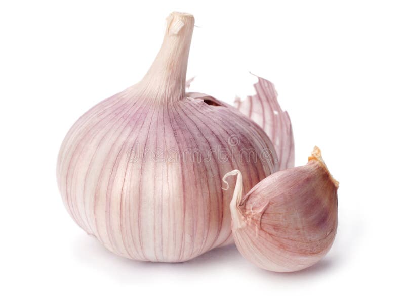 Garlic Head with Scape stock photo. Image of organic - 16984110