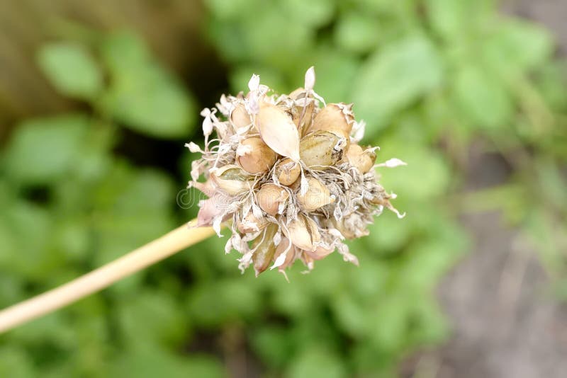 Garlic head stock image. Image of ingredient, healthy - 2523095