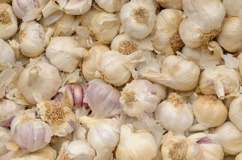 Garlic stock image. Image of bulbs, teeth, food, vegetable - 34277889