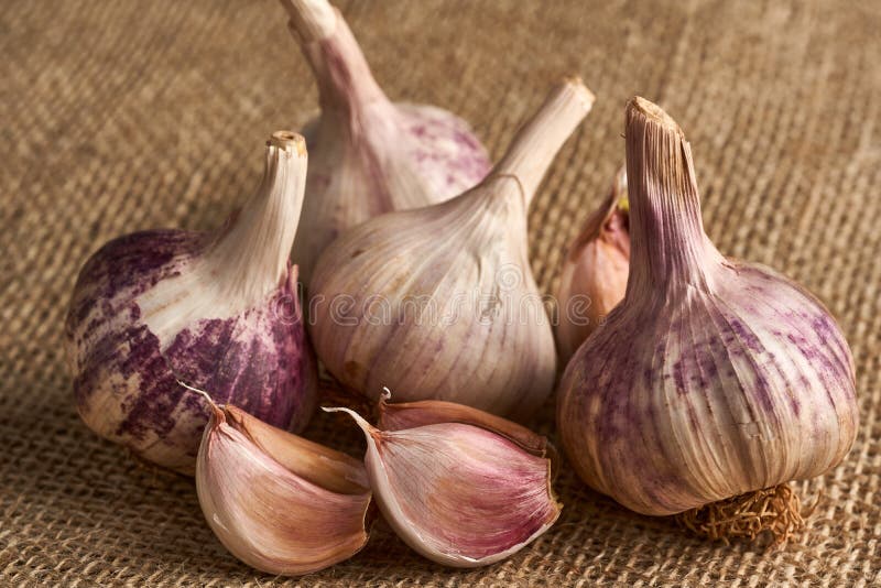 Garlic heads on fabric stock image. Image of harvest - 235762201