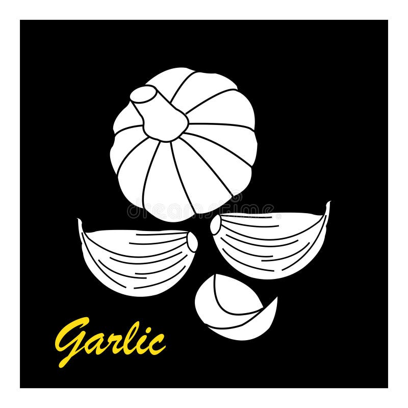 Garlic icon stock vector. Illustration of nature, cooking - 290990507