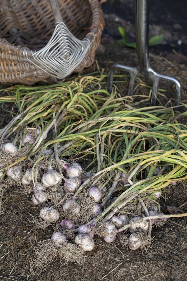 Garlic stock photo. Image of ground, roots, farming, dirt - 66255006