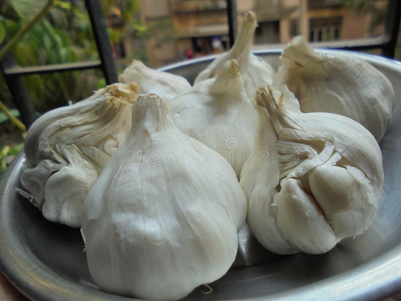 Garlic indian stock photo. Image of indian, garlic, plot - 144246424