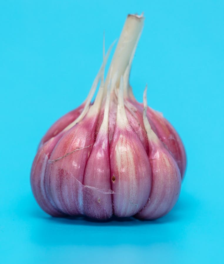 Garlic Isolated on Blue Background Stock Image - Image of garden, tasty ...