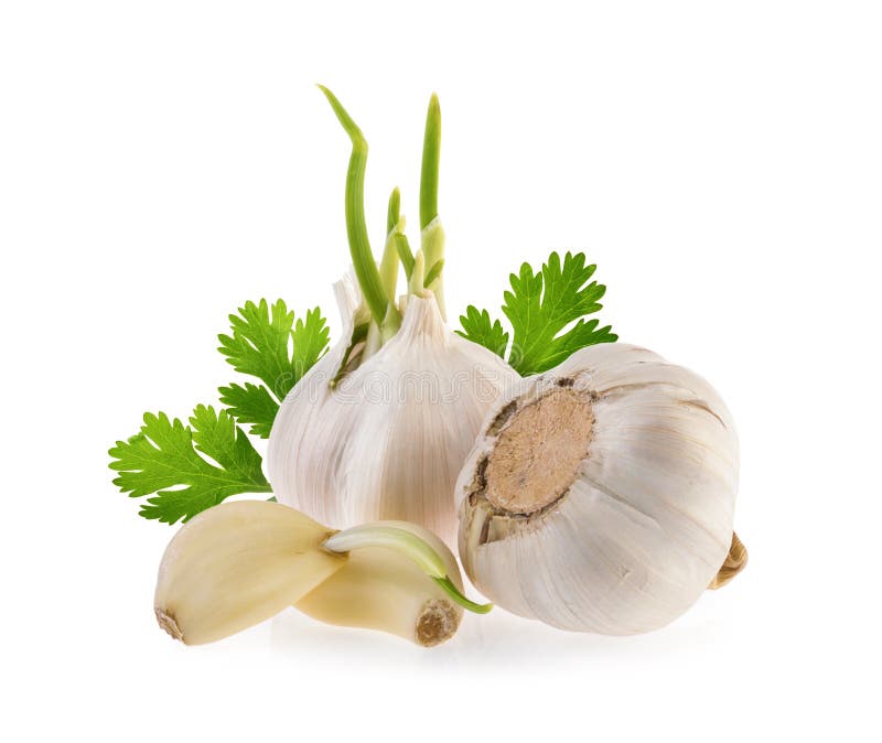 Garlic Isolated on White Background Stock Image - Image of bulb ...