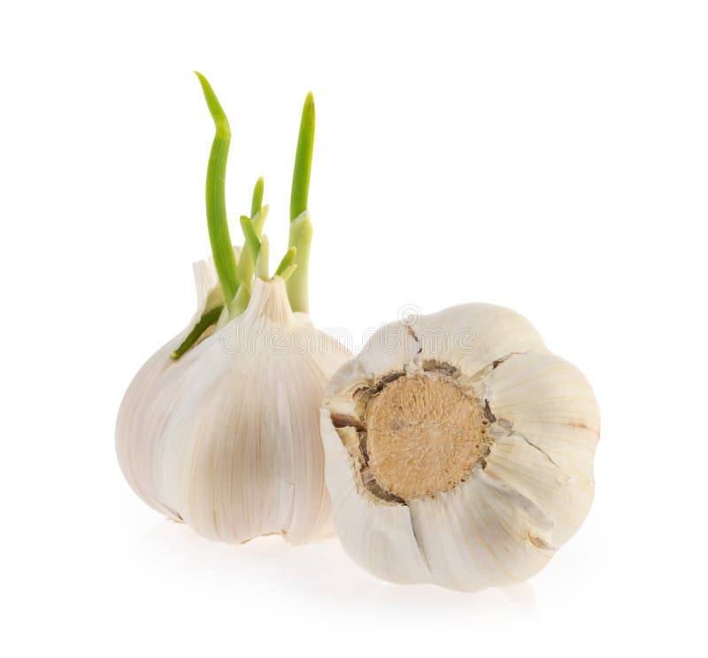 Garlic Isolated on White Background Stock Image - Image of bulb ...