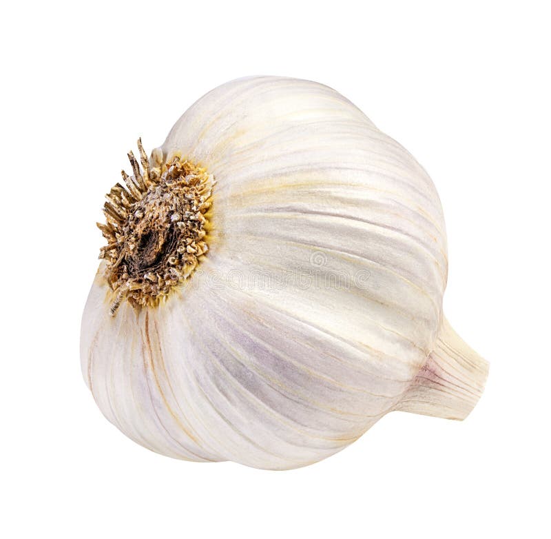 Garlic isolated on white stock image. Image of ripe, garlic - 83859861