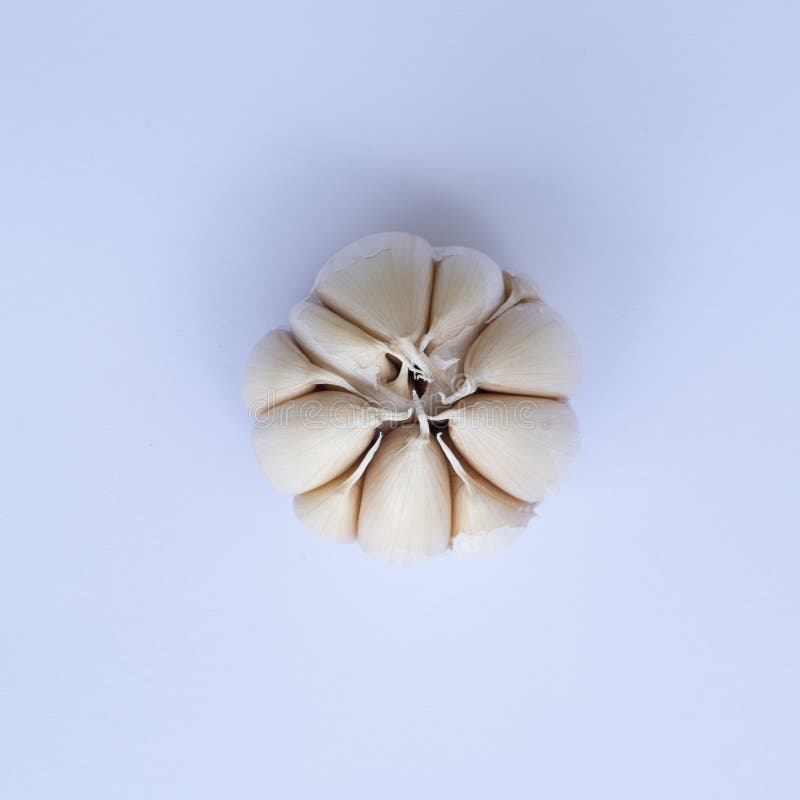 Garlic Isolated on a White Paper Background. Kitchen, Spices Stock ...