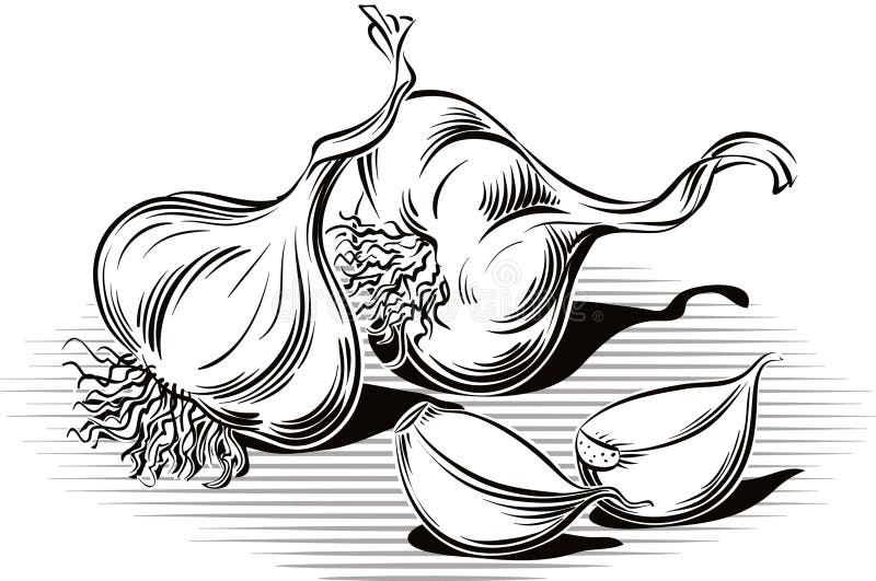 Garlic Leaning Against a Table Stock Illustration - Illustration of ...