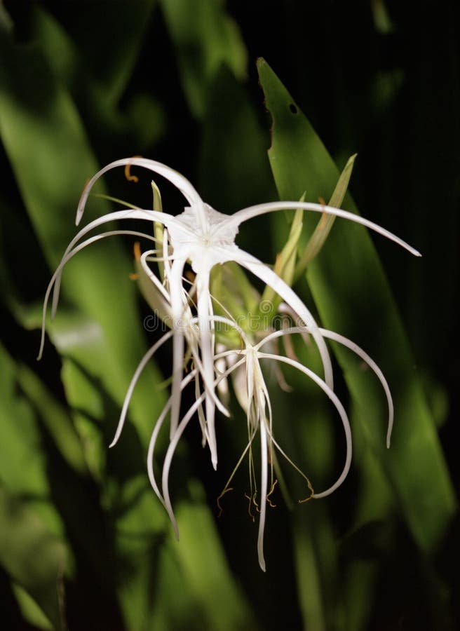 Garlic Lily stock photo. Image of flower, lily, garlic - 280958