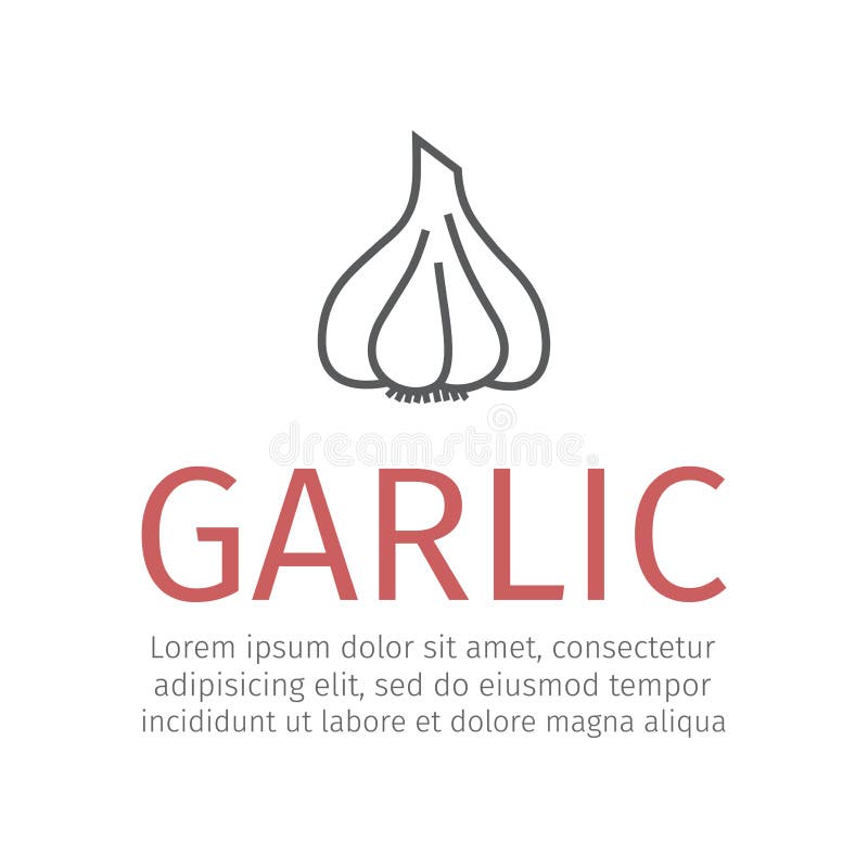 Garlic line icon stock vector. Illustration of healthy - 100094846