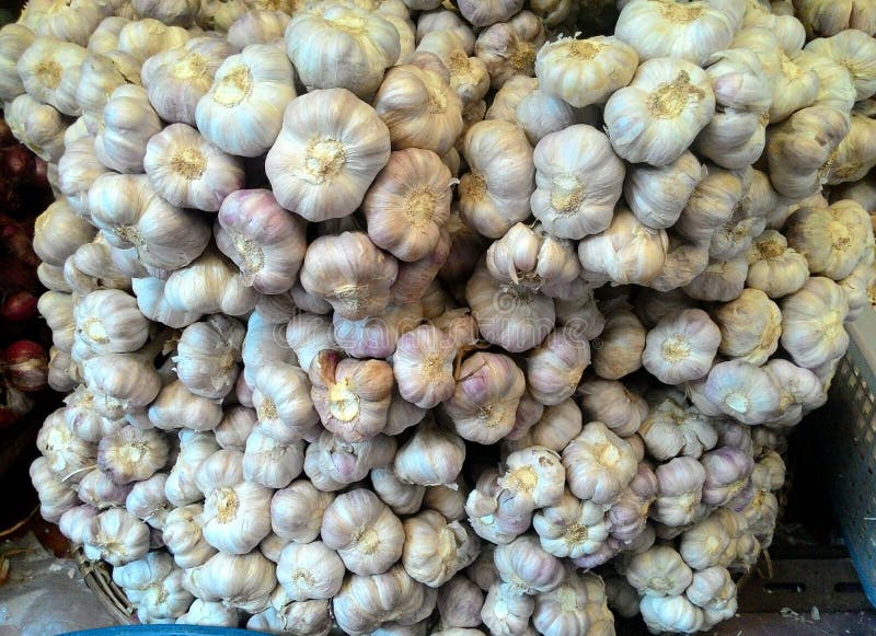 The Garlic stock photo. Image of local, food, healthy - 72795248