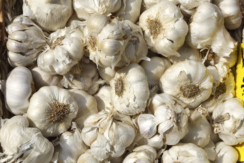 Garlic stock image. Image of germany, weekly, food, bremen - 76037915