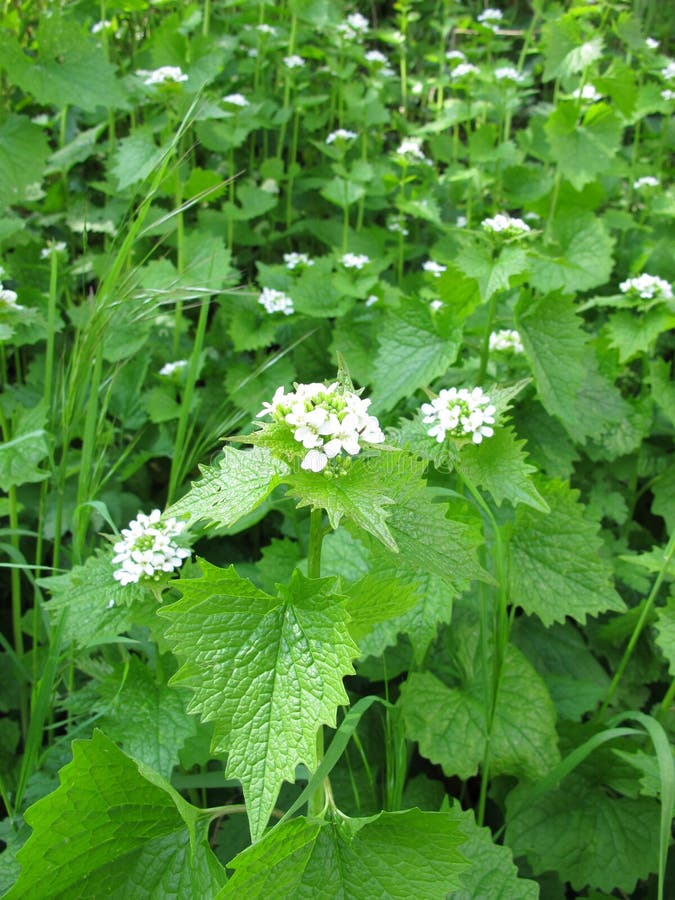 Garlic Mustard, stock image. Image of alliaria, petiolata - 24678687