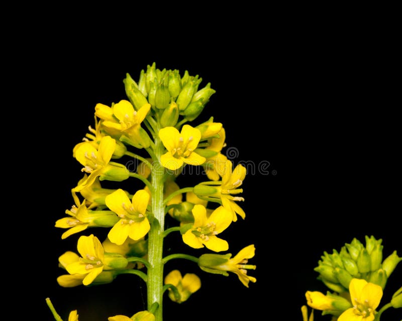 Garlic Mustard Weed Flower stock photo. Image of flora - 71779016