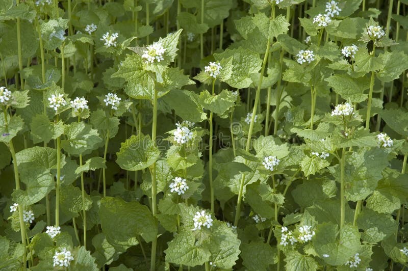 Garlic mustard stock photo. Image of jack, hedge, garlic - 91203376