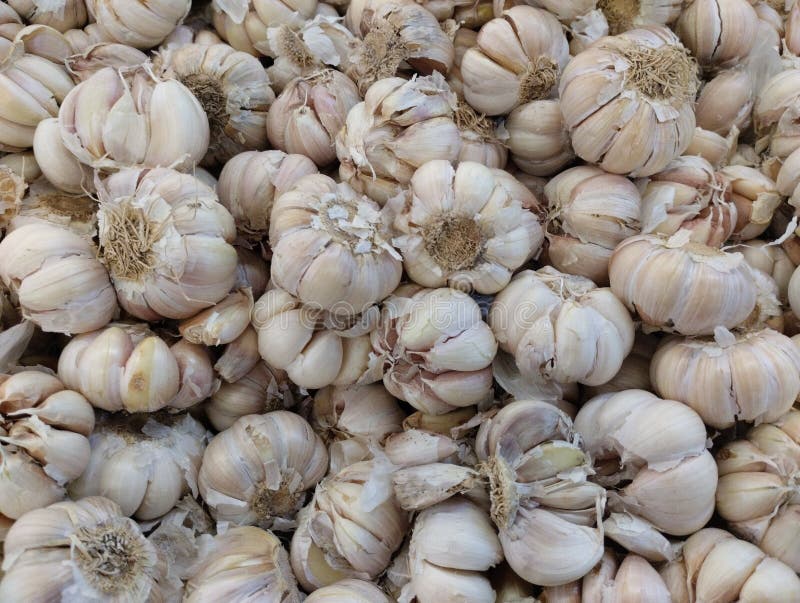 Garlic is One of the Herbal Medicines that is Believed in Asia. Stock ...