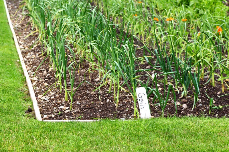 Patch with Garlic. Growing Garlic in Garden Stock Photo - Image of ...