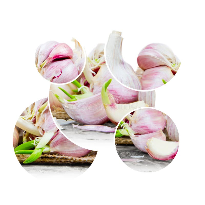 Garlic stock image. Image of circle, diet, garlic, life - 55736227